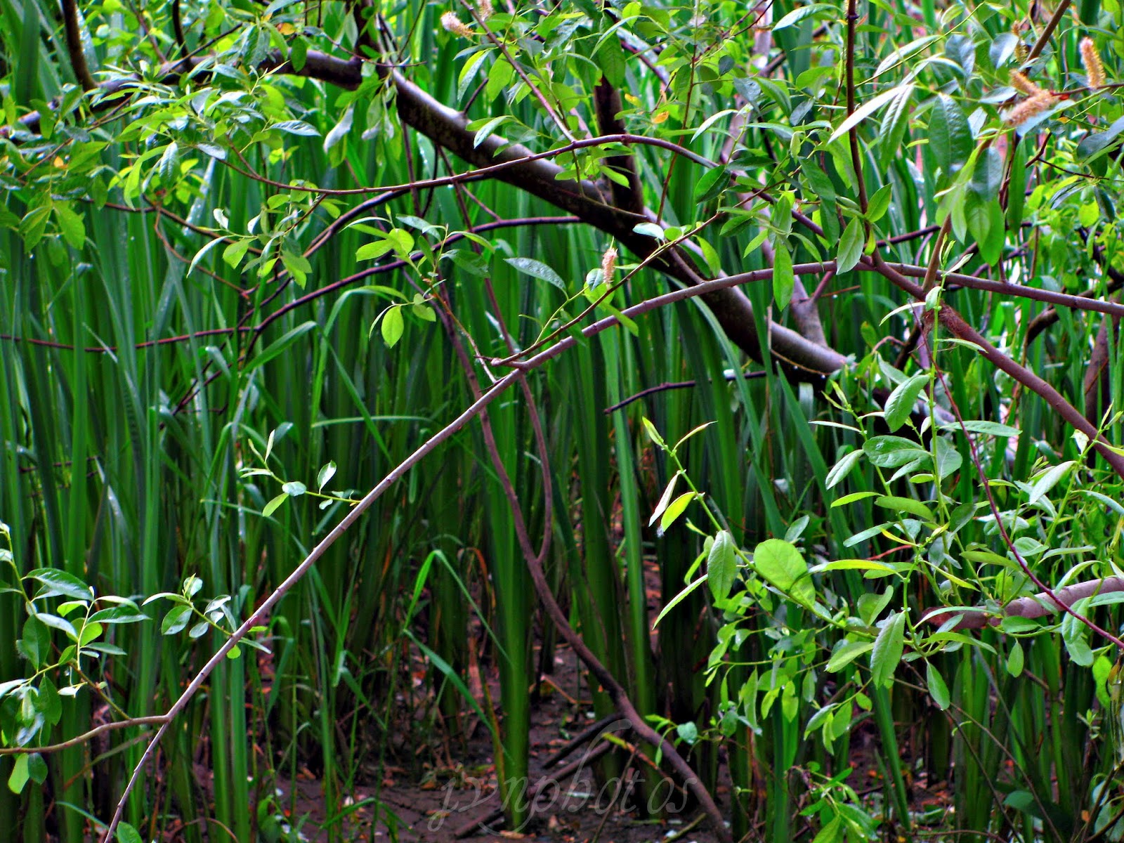 Photos by Jan: May 2012