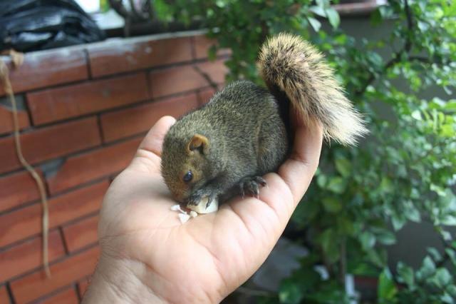 Bán Sóc Bông, Sóc đất, Sugar, Bắc Mỹ nuôi cảnh