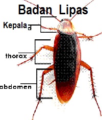 Anim Agro Technology: LIPAS - TIPS KAWALAN MUDAH DAN BERKESAN