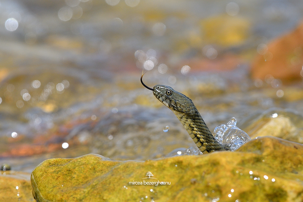 Șarpele, Guvidul și Egreta. Care pe care!
