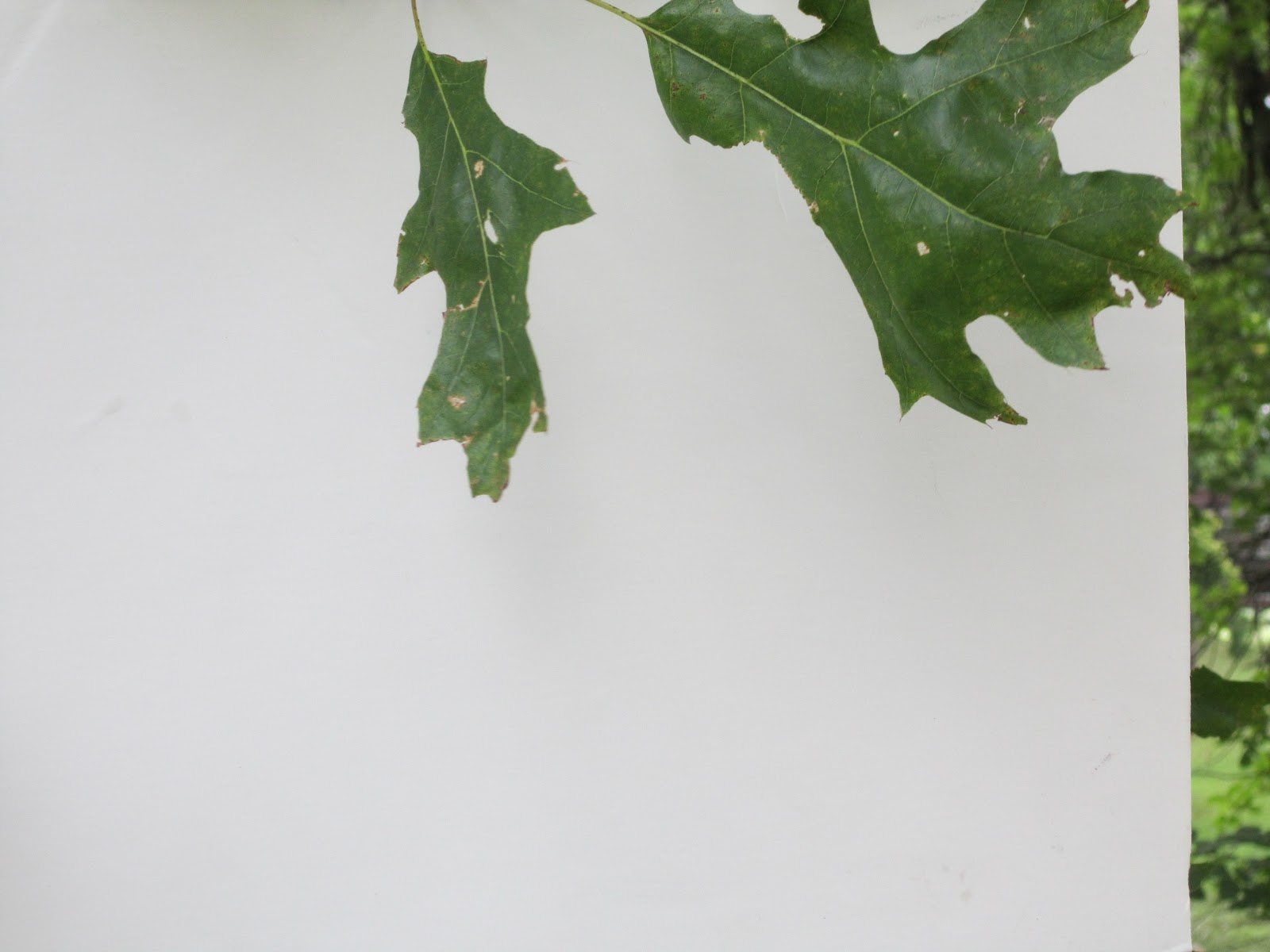 Carla's Forest and Rail: Tree Identification