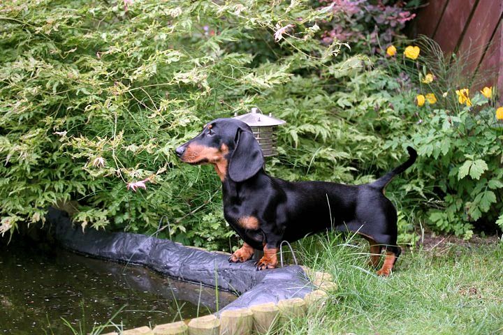 The Long and Short of it All: A Dachshund Dog News Magazine: Those ...