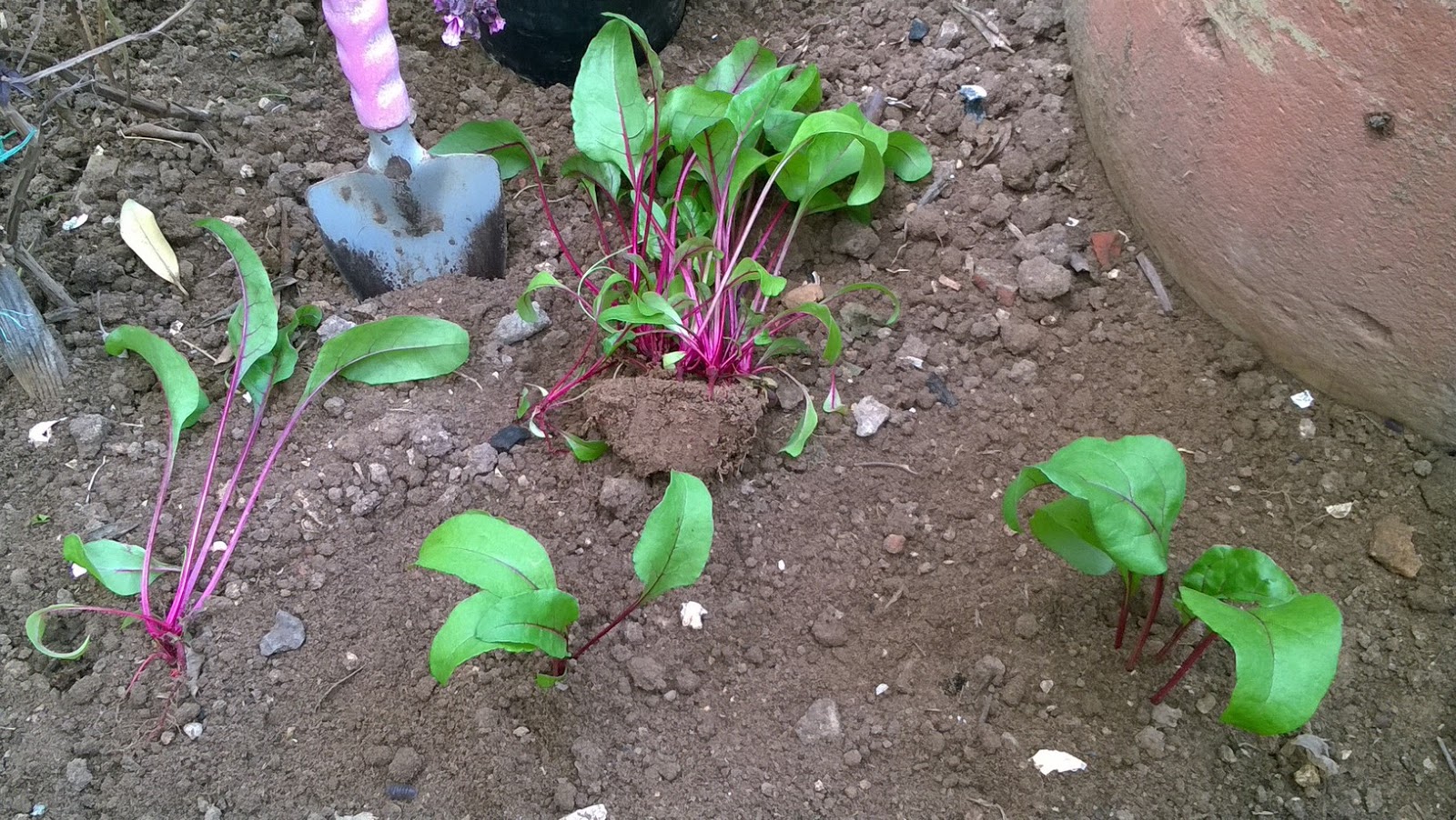 How To Start Beet Indoors