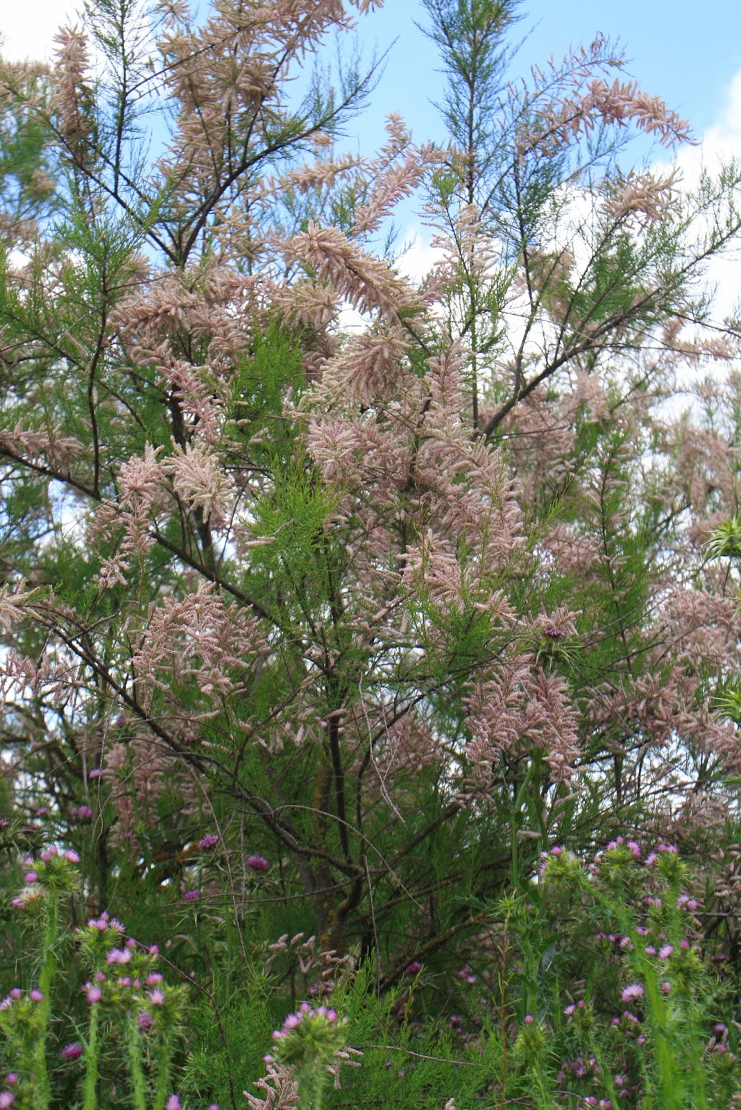 APRENDIENDO HORTICULTURA ECOLOGICA: Vegetación en el Municipio de Rivas