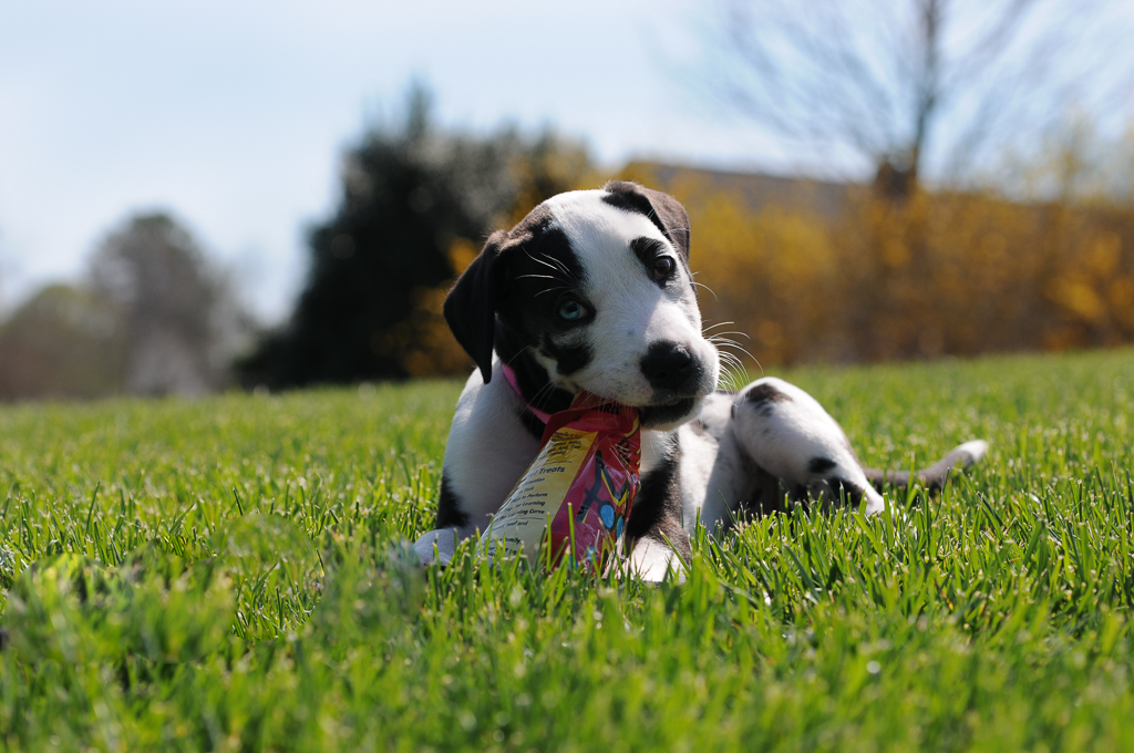 The K9 Coach Dog Training: Food or Praise for Rewards?