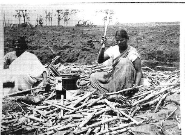 The Subry Govender Column: INDIAN INDENTURED LABOURERS WHO SLAVED ON ...