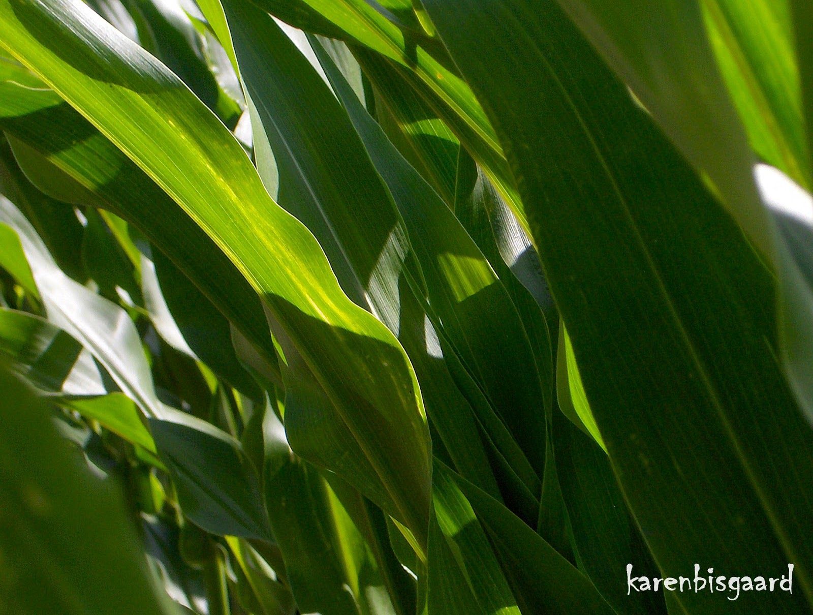 Karen`s Nature Photography: Close-up on Maize Leaves.