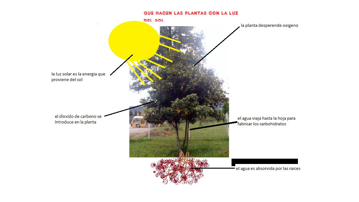 eco daniel jimenenez moncalenano: que hacen las plantas con la luz del sol