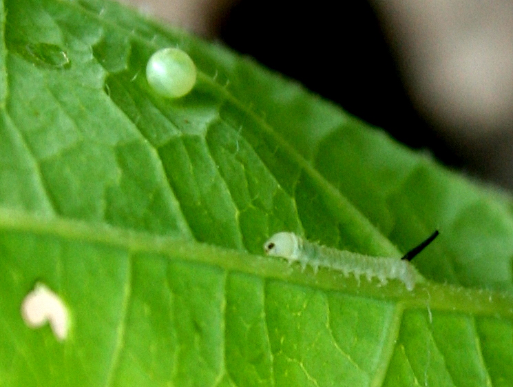South Englishtown Gazette: Hummingbird Moth Caterpillars, the Garden ...