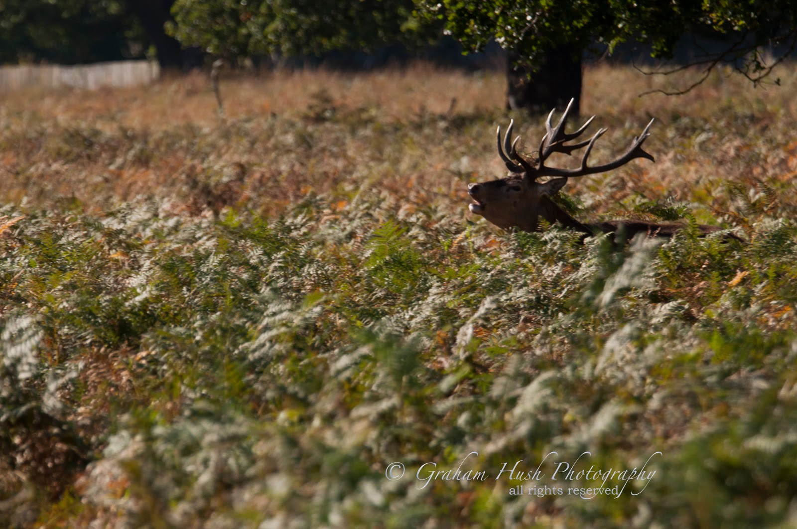 Graham Hush Photography: Richmond park deer rut - Part 1