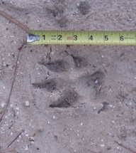 Annette's Stories of the South: The Florida Panther