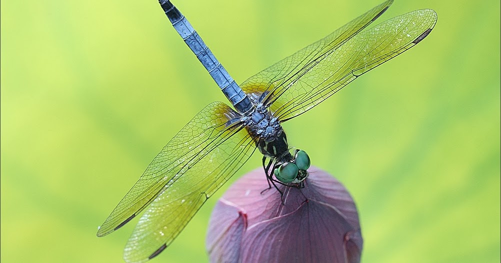 School Of Digital Photography: Using Backgrounds to Improve Your ...