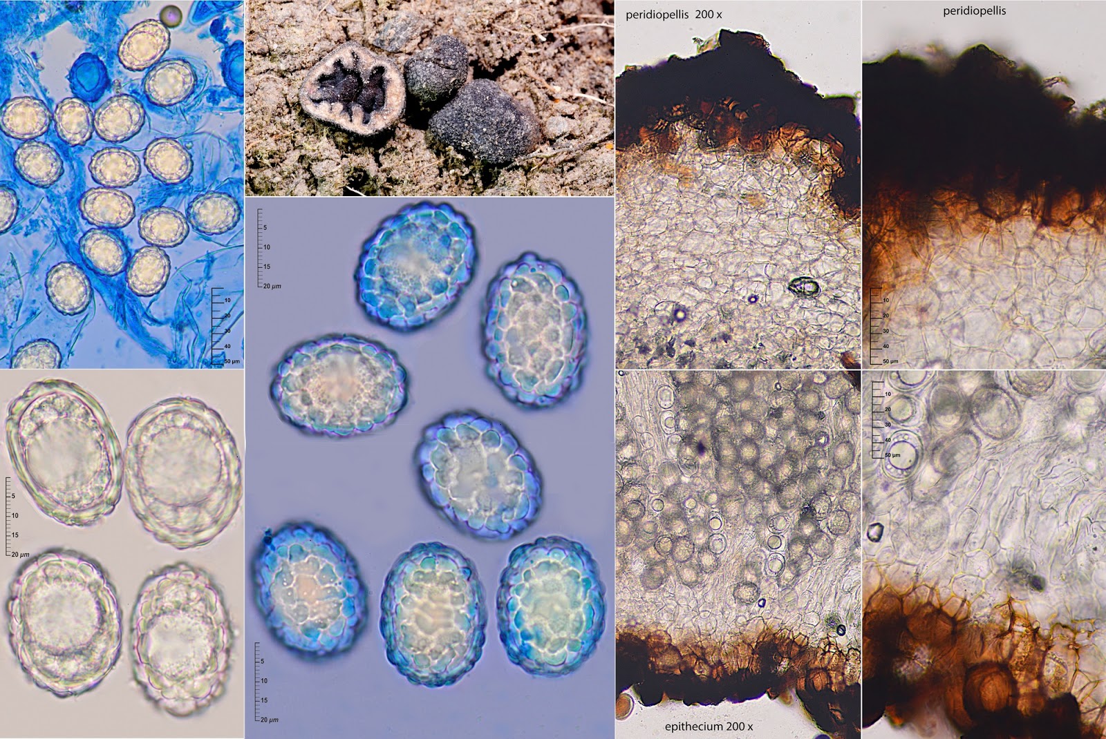Genea lespiaultii Corda • CEMAS hongo semihipogeo, parque natural
