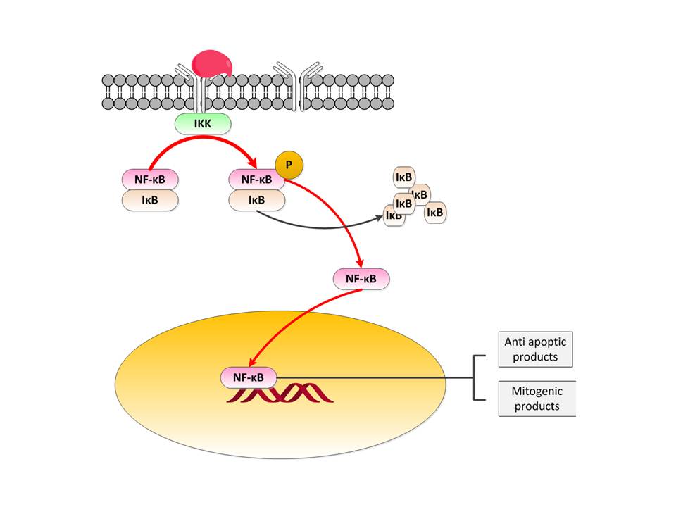 The Squirrel's Nest: Extracellular Matrix vs Intracellular Pathway