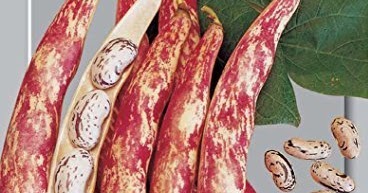 Seeds from Italy Grow Italian 2018