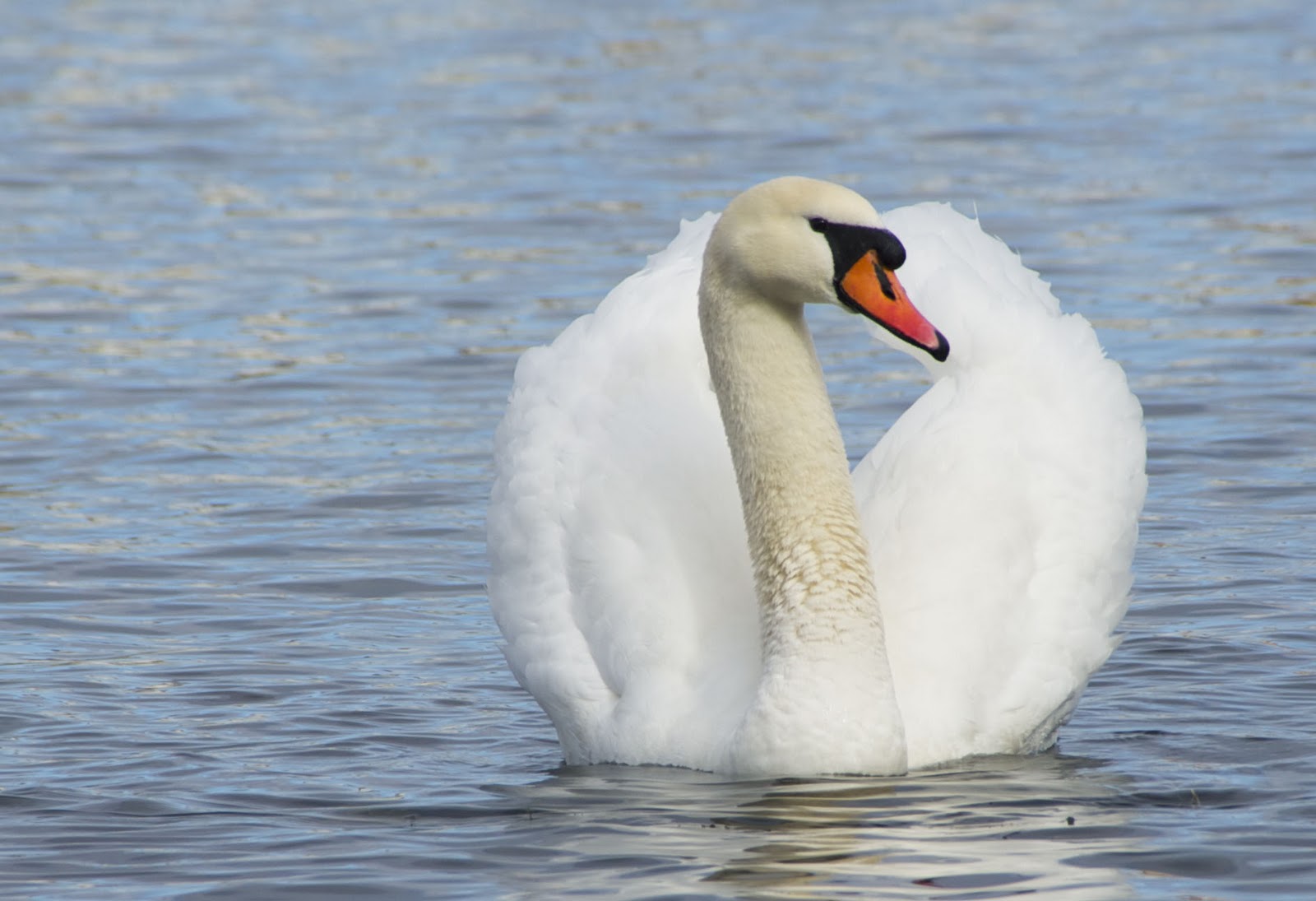 AS Frikkogfoto: Svane i København