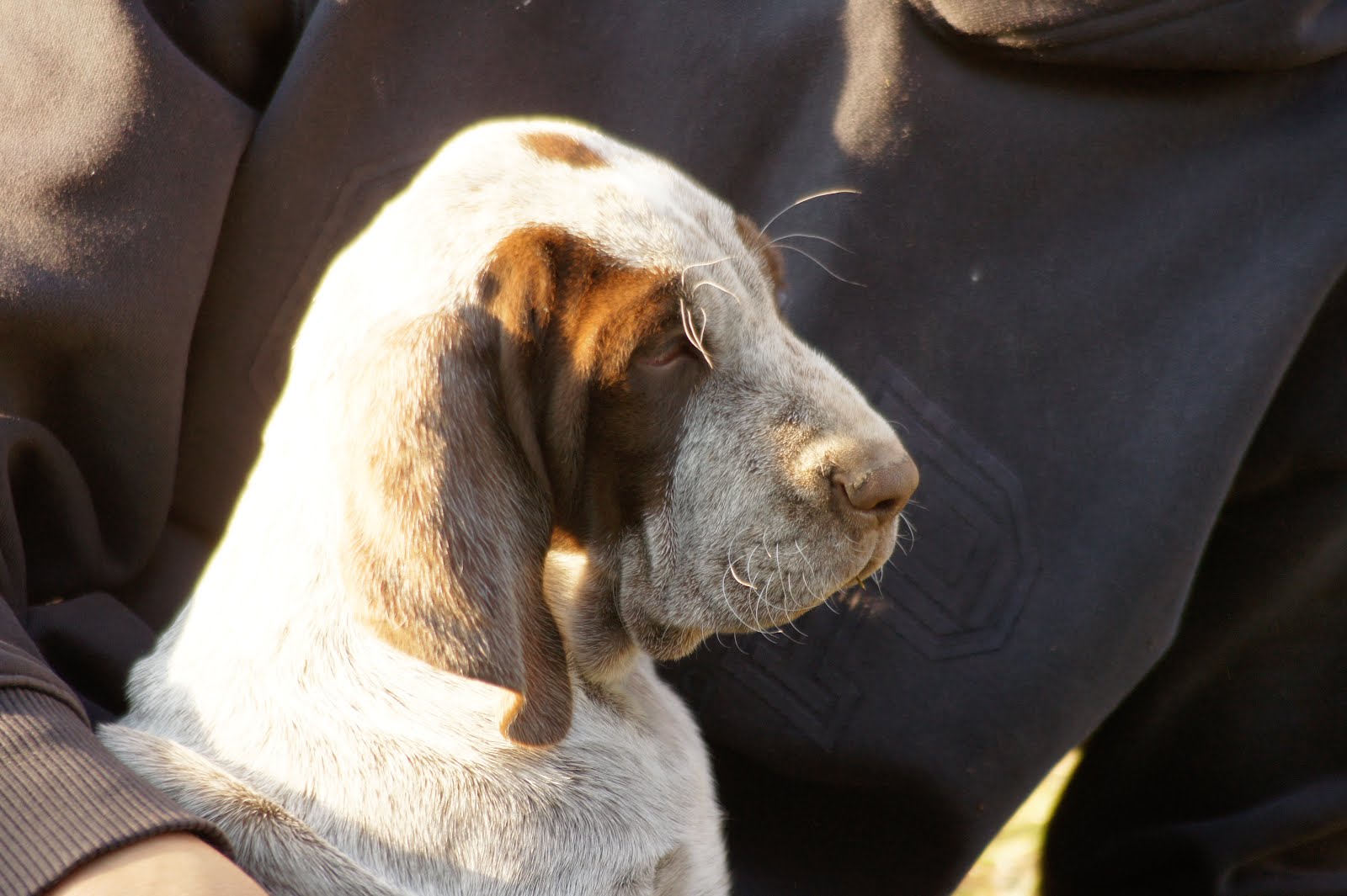-Perdigueros de Burgos Novella Alta- : cachorros Perdiguero de Burgos ...