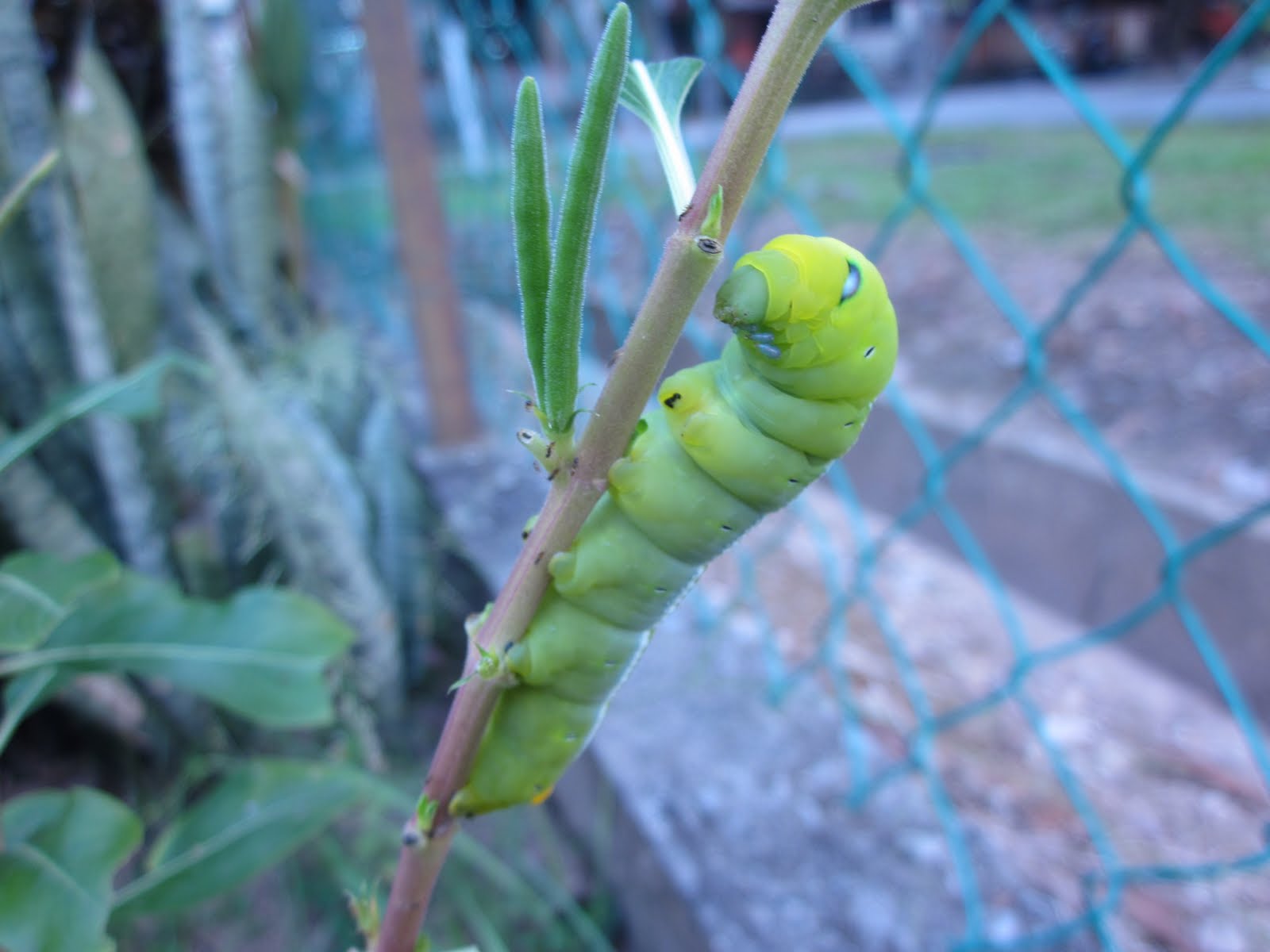 Saya Qaleesya: Mereka juga makhluk Tuhan