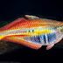 Rainbow Fish - Melanotaeniidae | TROPICAL FISH