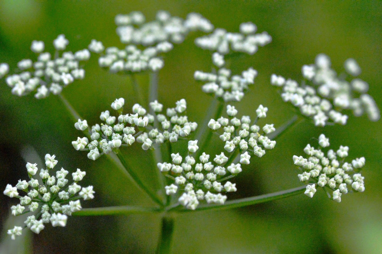 Świat oczami Oczka: Podagrycznik pospolity - Aegopodium podagraria