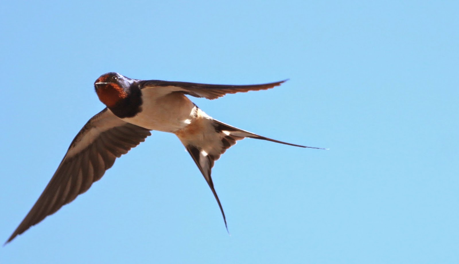 Jardim Animal: A Andorinha