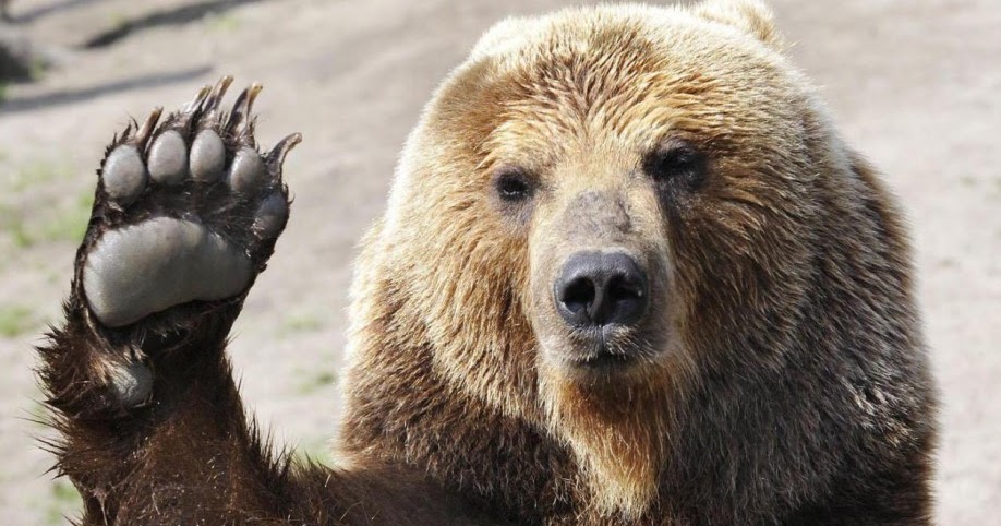 IL GRANDE BLUFF: Perché "l'Orso" del 2015 è diverso "dall'Orso" del 2008