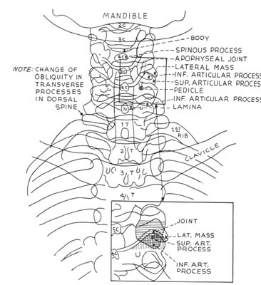 Ap cervical spine x ray positioning - meterqery