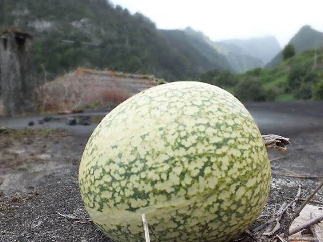 Moganga - Somos Madeira