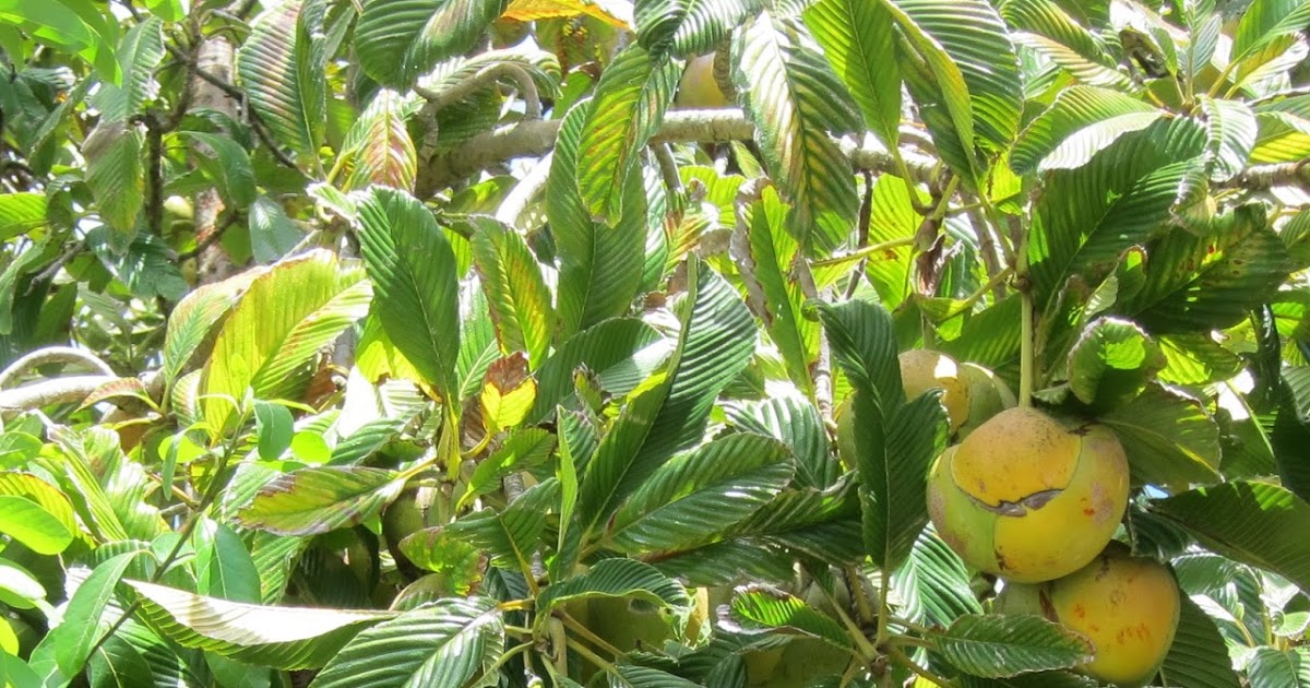 Capharnaüm: la POMME D' ELEPHANT et le PAIN DE SINGE