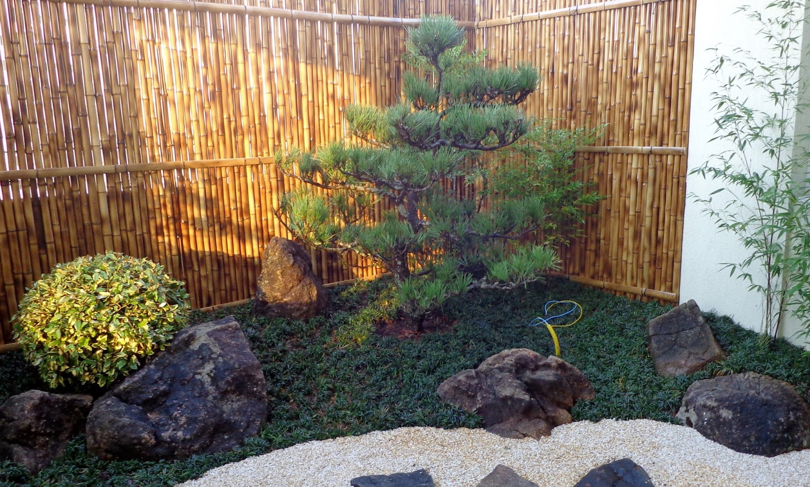 Matsu Nagao: PINHEIROS NEGROS EM JARDIM JAPONÊS