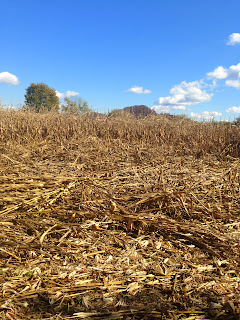Grain Crops Update: Corn Knocked Down from High Winds