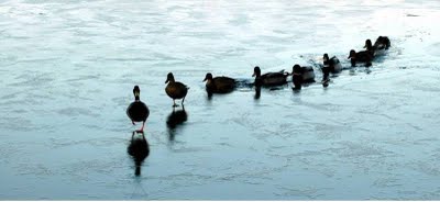 My Vegetable Garden: QUALITY FOLLOWER-SHIP