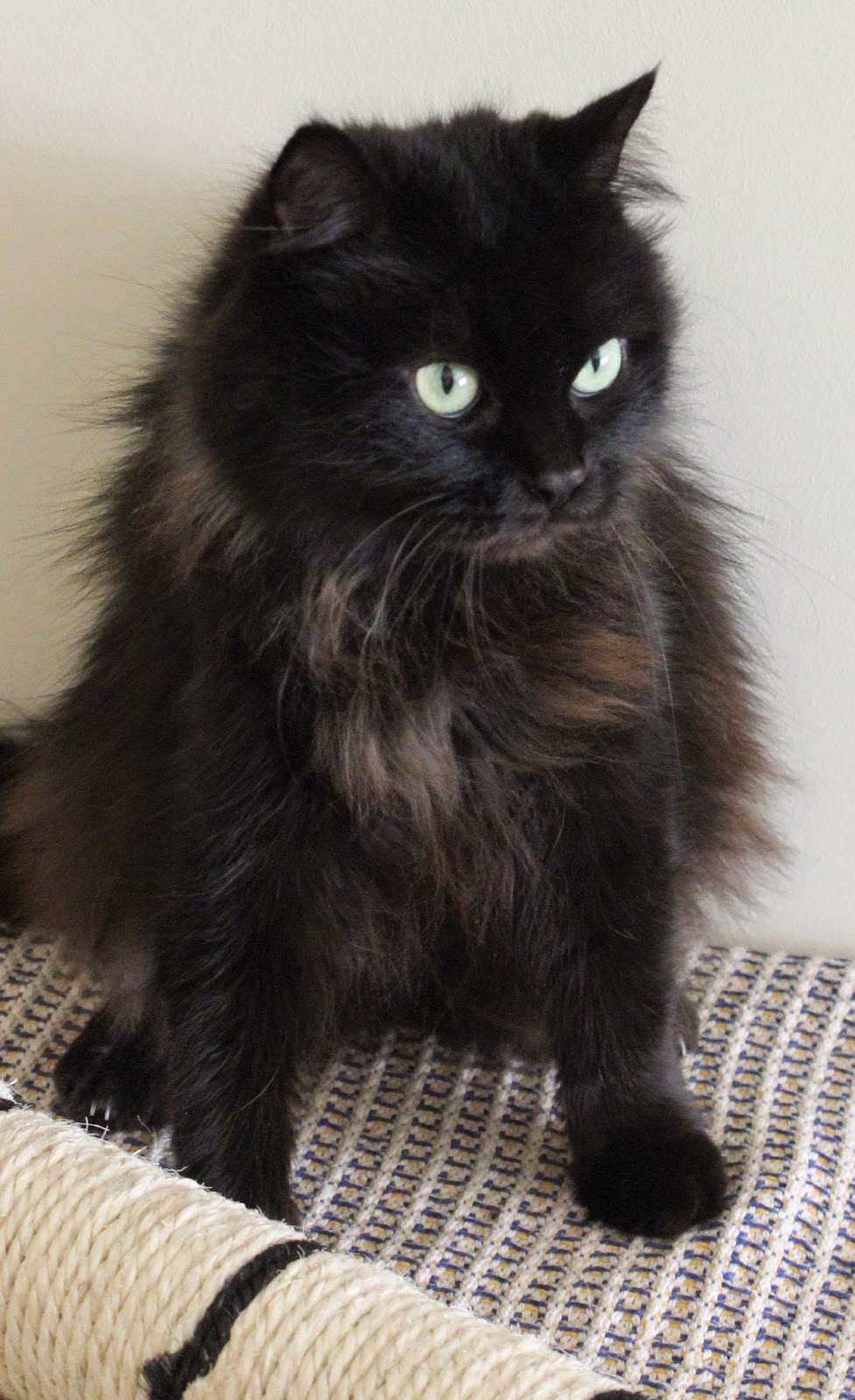 Gatos y gatitos angora: NUESTROS ANGORAS