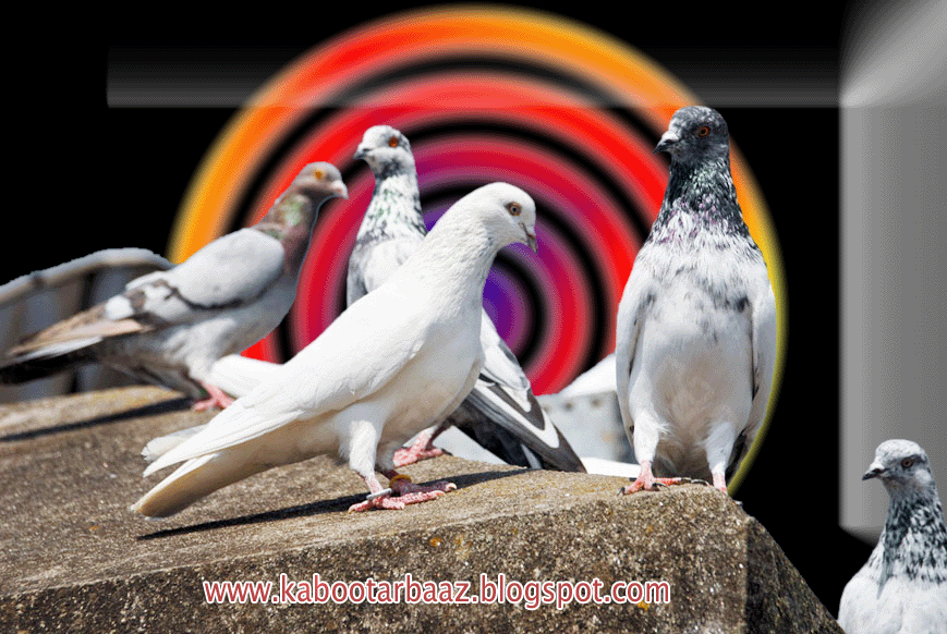 Pigeon Art: high flying pigeon, Kabootar Baazi in Pakistan