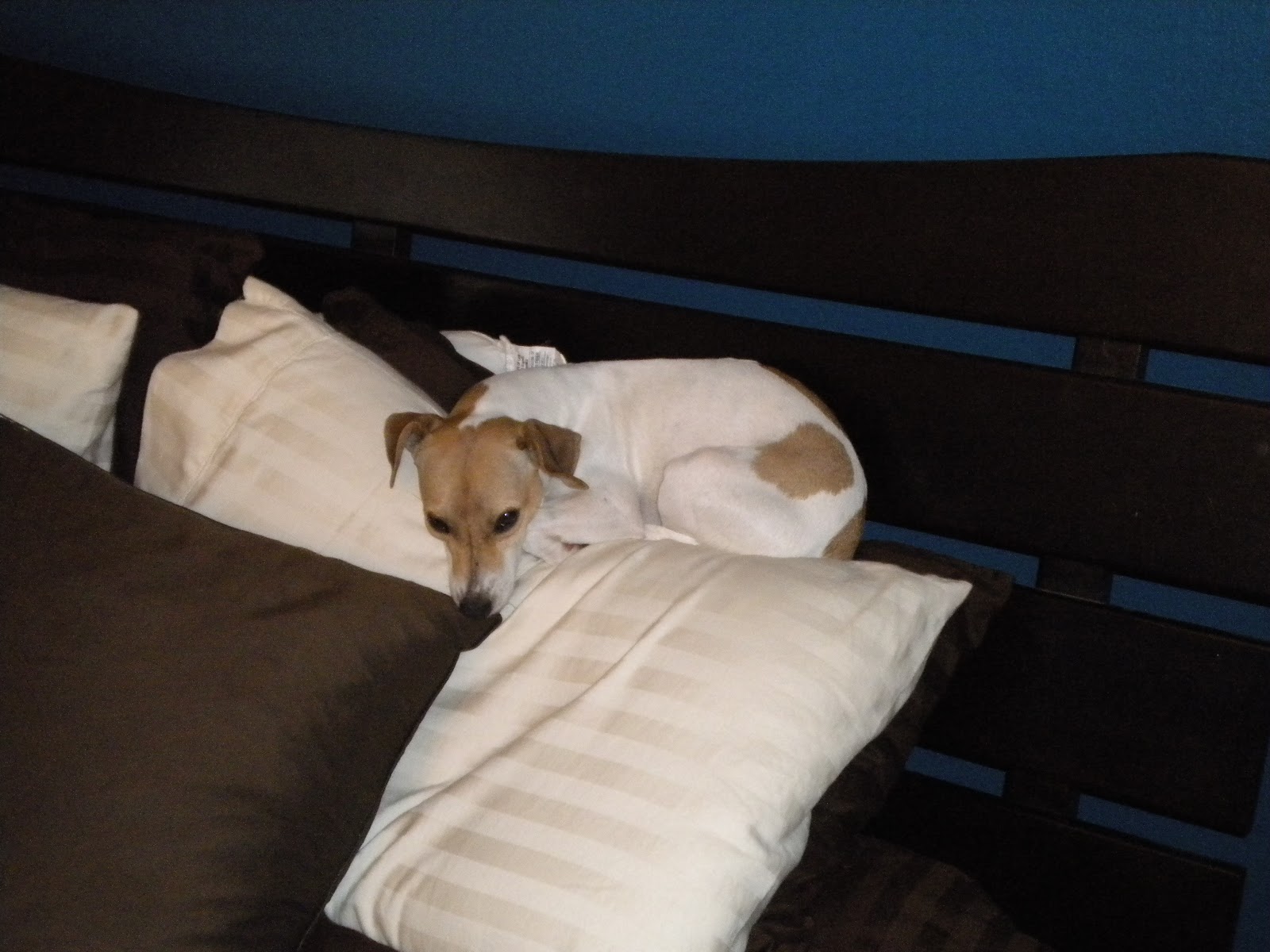 Italian Greyhound Jack Russell Terrier Mix