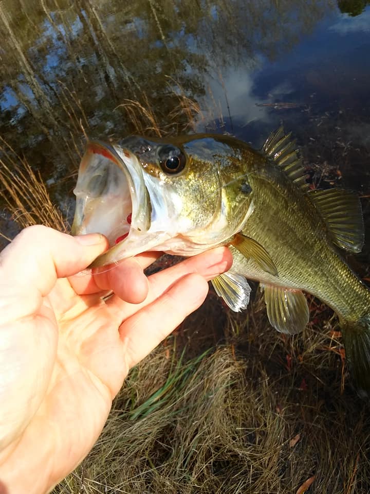 Palmetto Fly N' Fish: December 2018