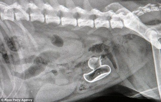 Art-Sci: Gulp! Swallowed Objects Revealed by X Rays