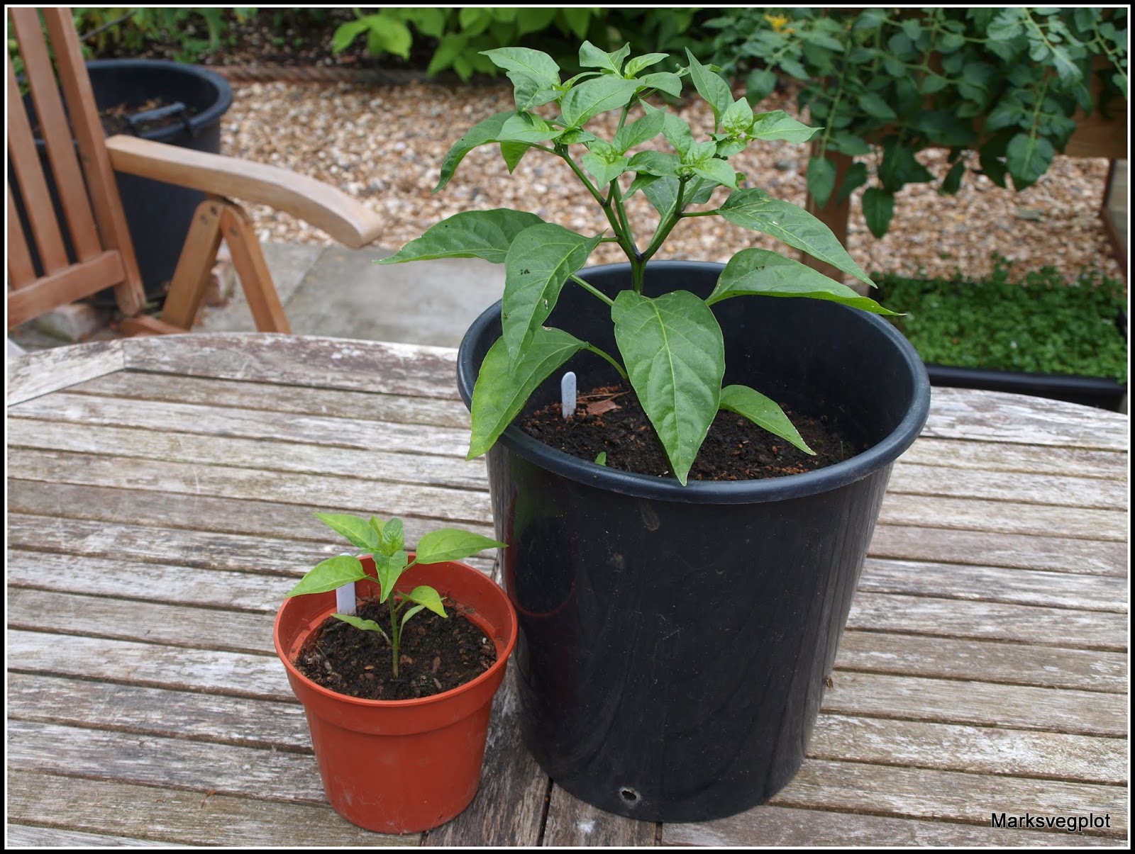 Mark's Veg Plot: Chilli progress report