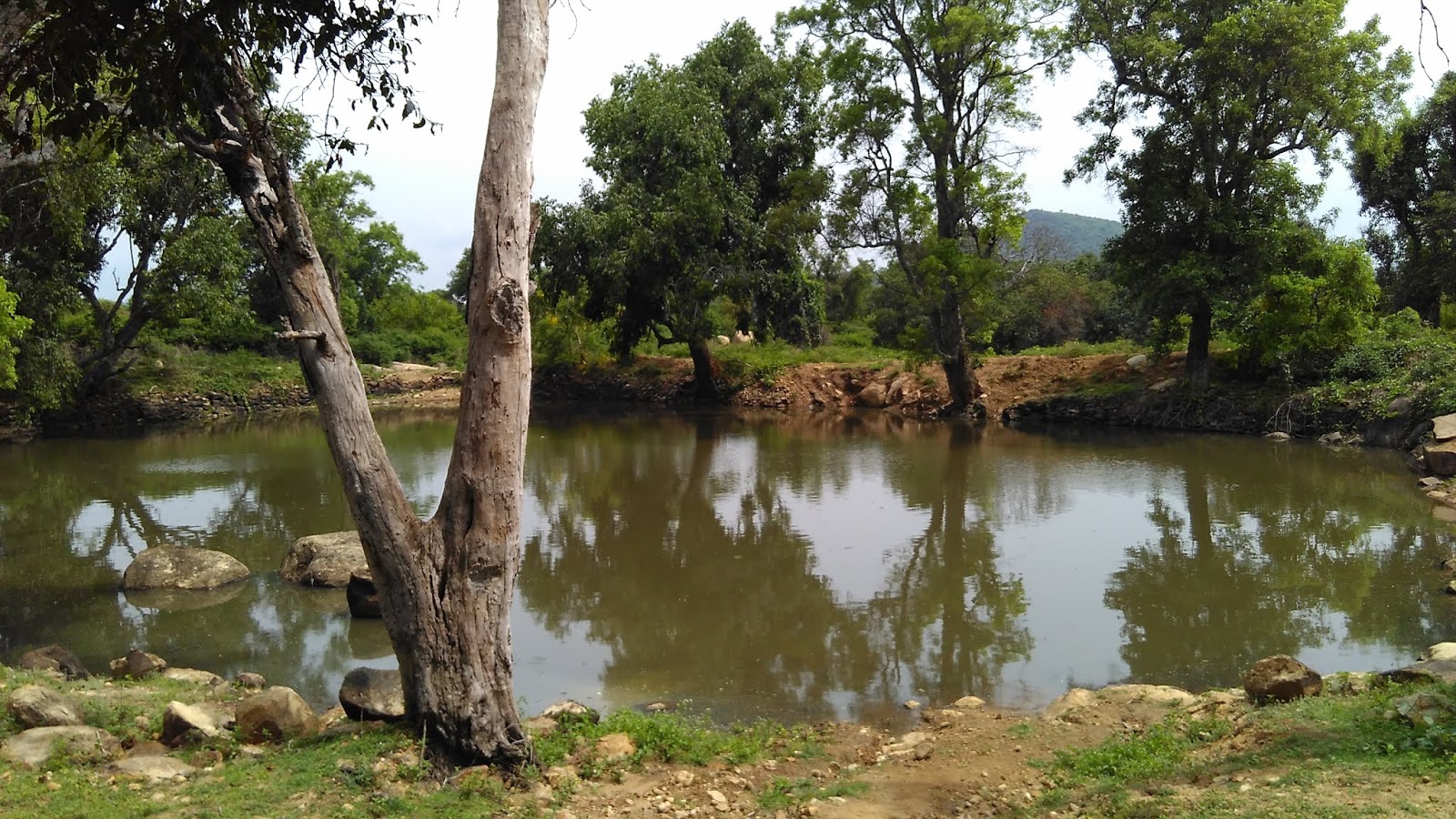 Male Mahadeshwara betta (MM.Hills)