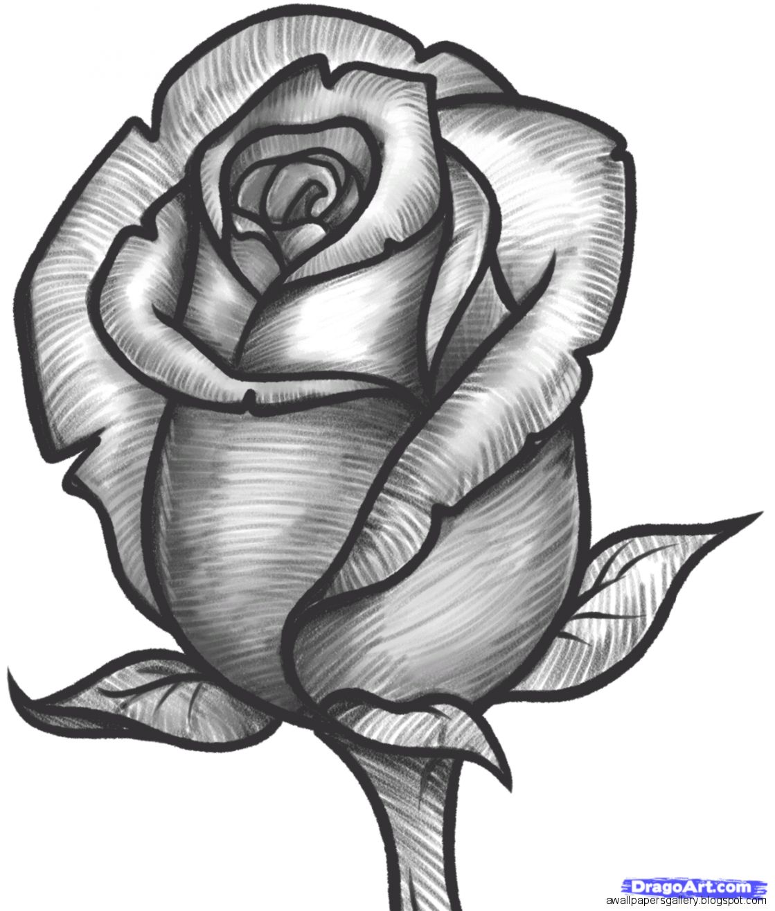 Roses Images Drawings | Wallpapers Gallery