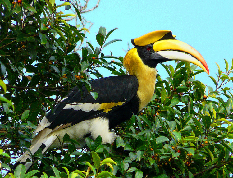 Los animales y su entorno: EL CÁLAO BICORNE