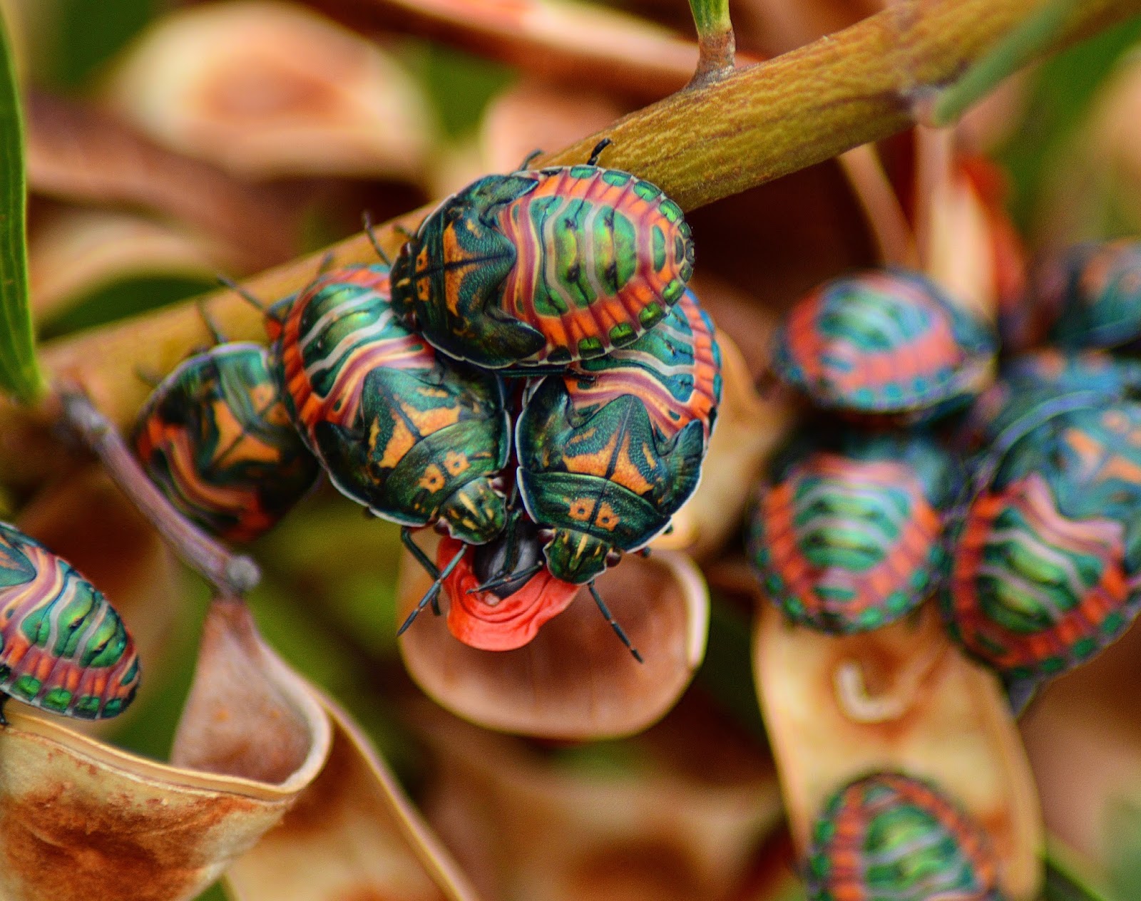 The Insect Diary: Nymphs of Green Shield Backed Bug: Coleotichus costatus