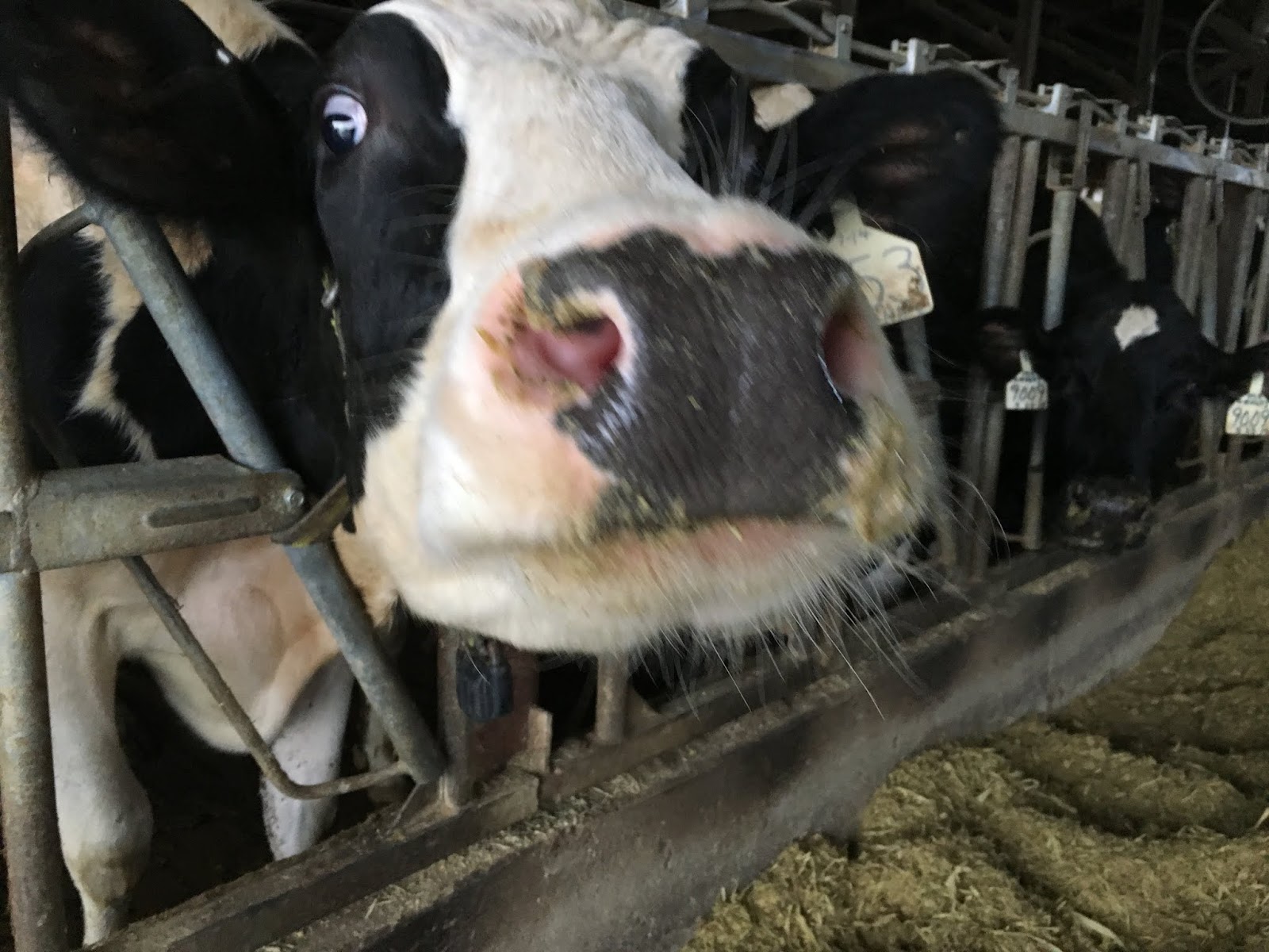 WSDA AgBriefs: Keeping cow poop out of the water