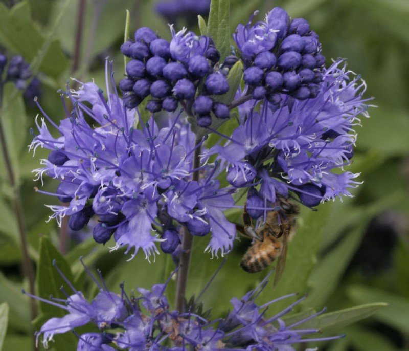 Caryopteris X Clandonensis Plants | Garden How