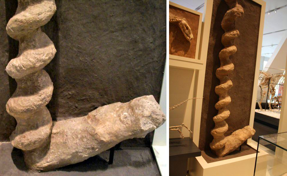 The Magic cafe: Palaeocastor fossor и штопоры дьявола