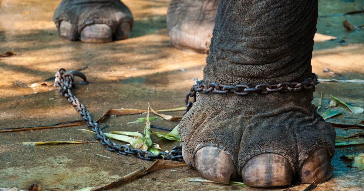 Piso and Beyond!: The Elephant Rope