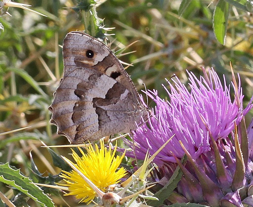 Michael Foley: Natural History ©: Cyprus butterflies - 2013