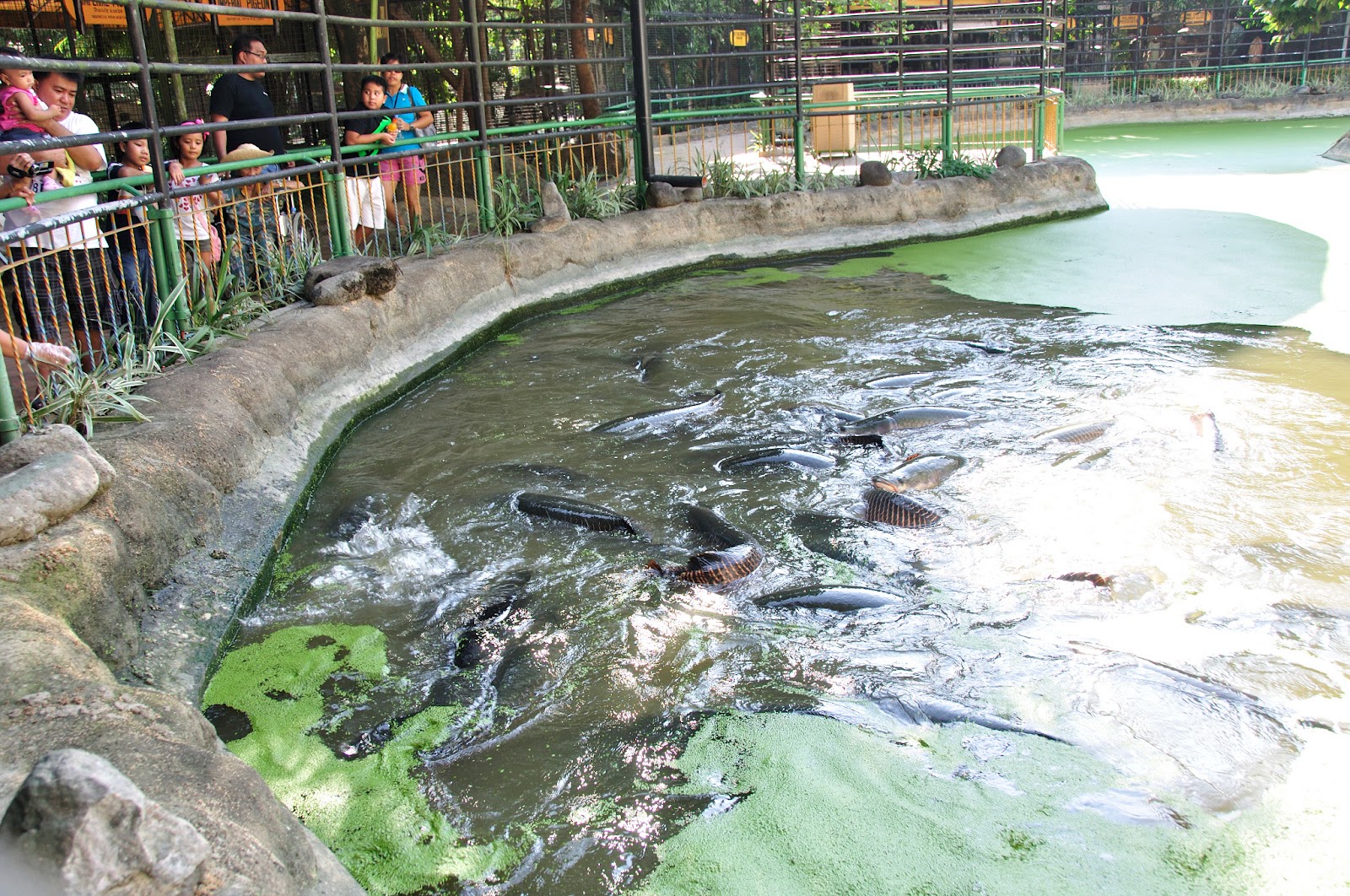 Cuchi's Travel Logs: Fun times at Avilon Zoo, Rizal Philippines