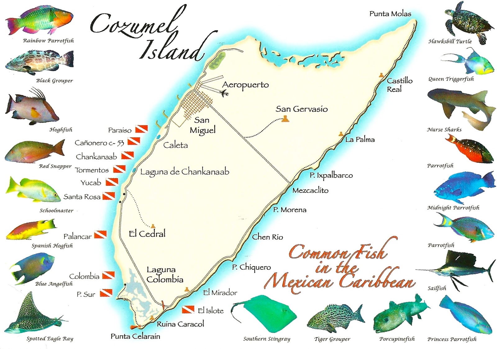 My Favorite Views: Mexico - Cozumel Island, Map and Common Fish