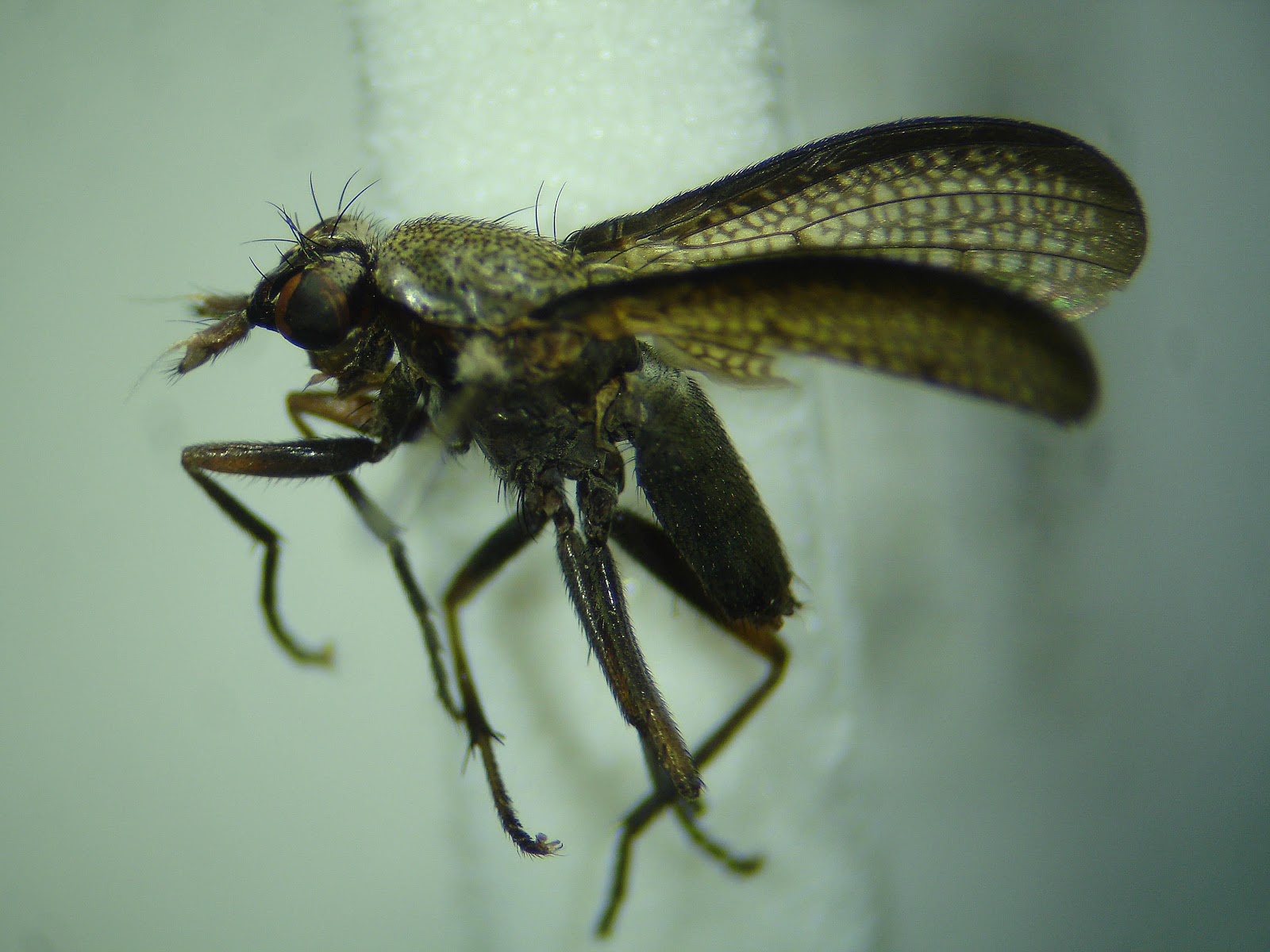 Non-Stop Birding: A dip into Diptera